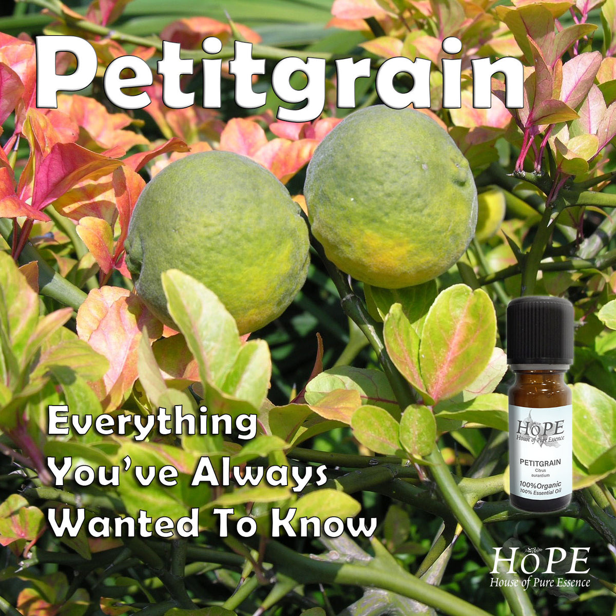 Petitgrain - Everything You’ve Always Wanted to Know - House of Pure ...