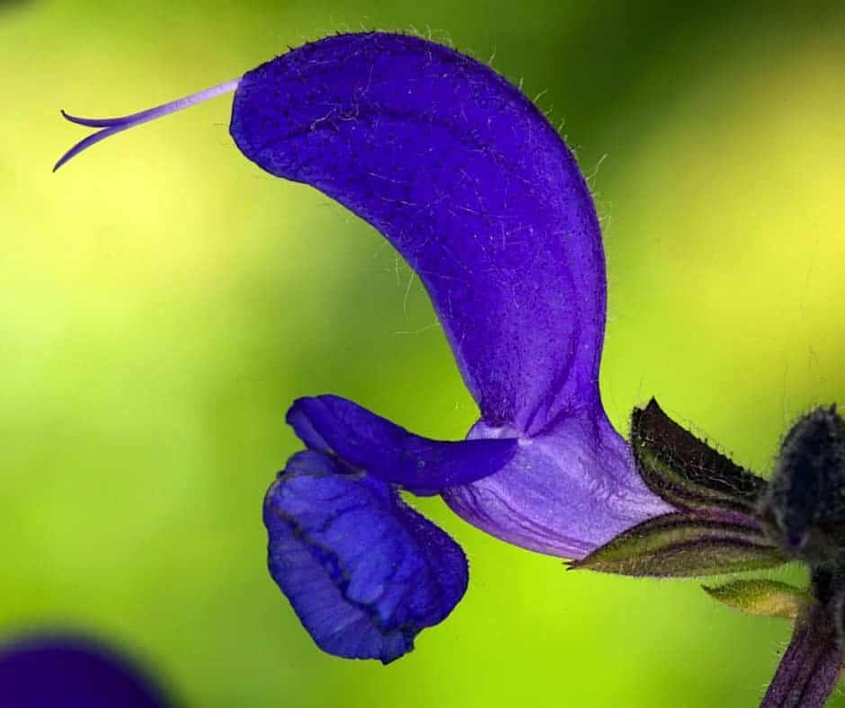 How Clary Sage Essential Oil Can Help You Live a Better Life - House of ...